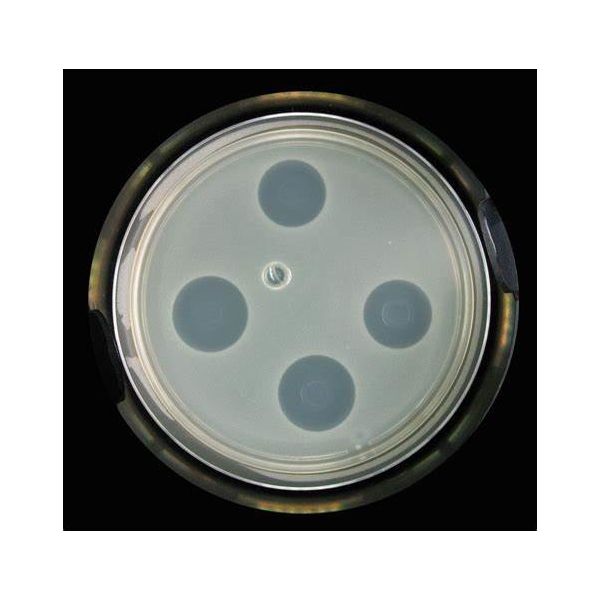 Quality DDC Animal Feed Acidifier Bacteriostatic Effect Against Harmful Bacteria for sale