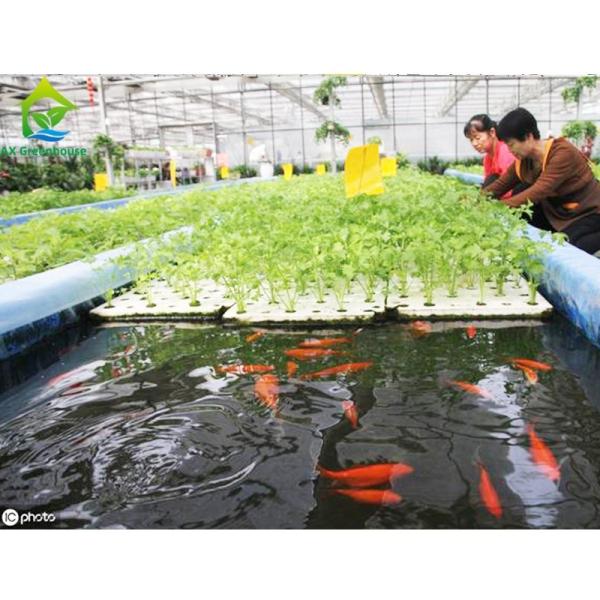 Quality Tunnel Tomato Cooling System Multi Span Greenhouse Agriculture Commercial for sale