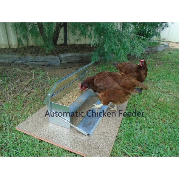 Quality Automatic Lid 5kg 8.2L Feed Timer Chicken Feeder for sale
