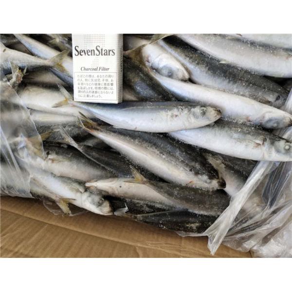 Quality 100% Net Weight 100-120g BQF Frozen Whole Sardines for sale