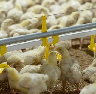 Quality Full Automatic 12 Birds PP Chicken Nipple Drinker System for sale
