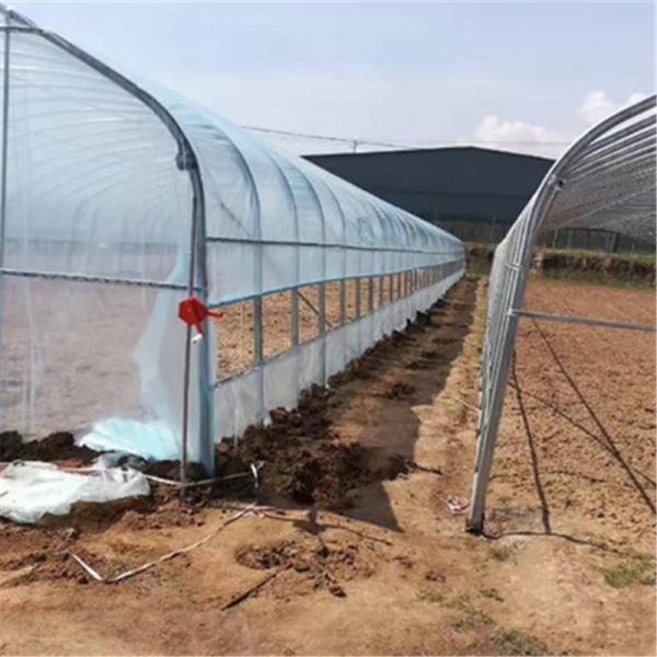 Quality High Tunnel Vegetables Planting Single Span Vegetable Tunnel Plastic Film for sale