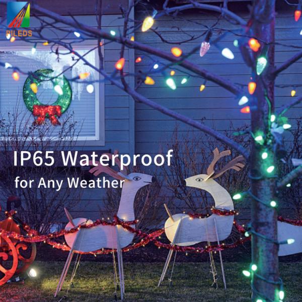 Quality Christmas LED Pixel String Lights 50 Nodes Addressable RGB C9 DC12V WS2811 for sale