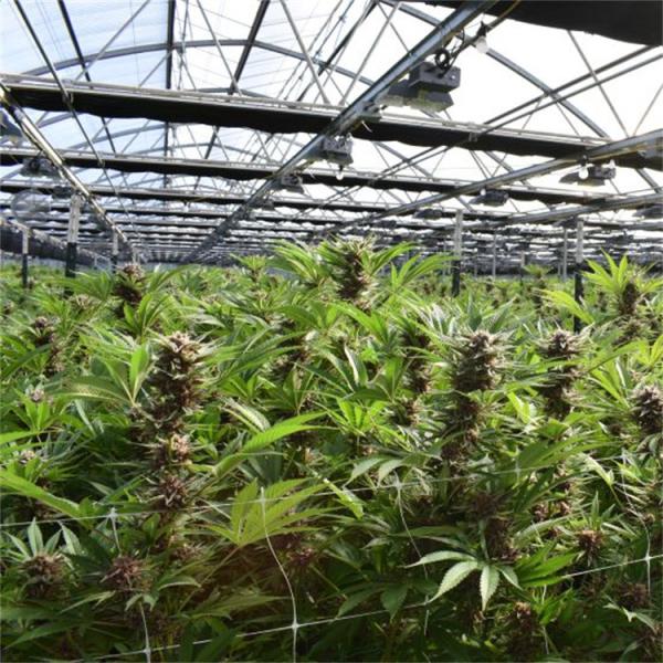 Quality Blackout System Polycarbonate Greenhouse Light Deprivation PC Greenhouse for sale