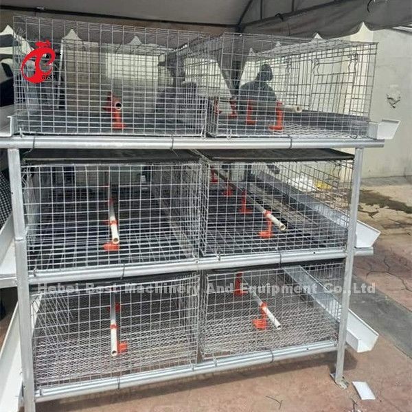 Quality A Or H Type Broiler Chicken Cage 96 Matured Broilers Capacity Emily for sale