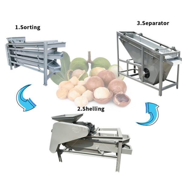 Quality Walnut Processing Peeler for Pecan Nut and Almond Cracking 280 KG Capacity Best Sale for sale