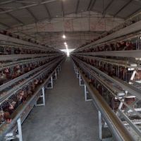 Quality Layer Chicken Cage for sale
