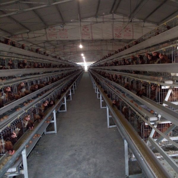 Quality 4 Tiers Raise More Chickens Automatic A Type Battery Egg Layer Chicken Cages for sale