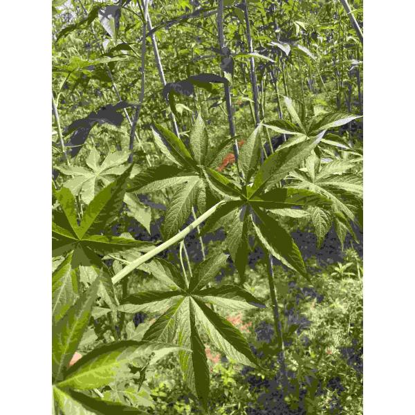 Quality Dried Raspberry Leaves Natural Plant Sweetener Sweet Tea for sale