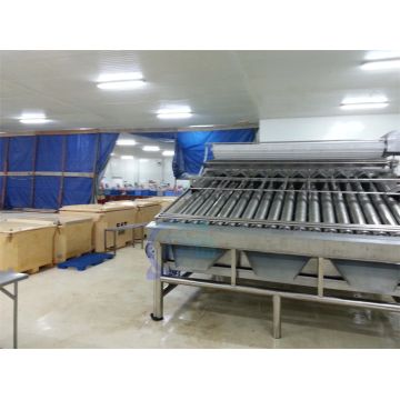 Quality Shrimp size sorting machine Fish scale cleaning and processing line production for sale
