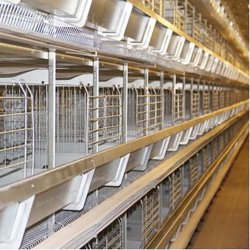 Quality Durable Automatic Chicken Feeding Equipment, Chicken Battery Hen Cage With for sale