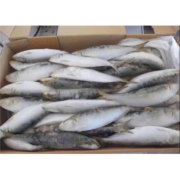 Quality BQF Freezing Bulk 75g Fresh Frozen Sardines For Bait for sale