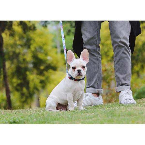 Quality Soft Adjustable Wide Reflective Dog Collars With Name Plate Tag for sale