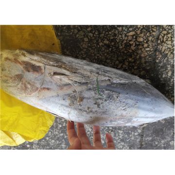 Quality Whole Round Delicious 2.5kg Frozen Skipjack Tuna For Canning for sale