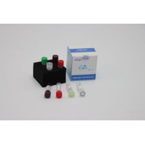 Quality Avian Influenza Virus RT PCR Testing Kit 48 96 Tests Nasal Swab Test Kit for sale