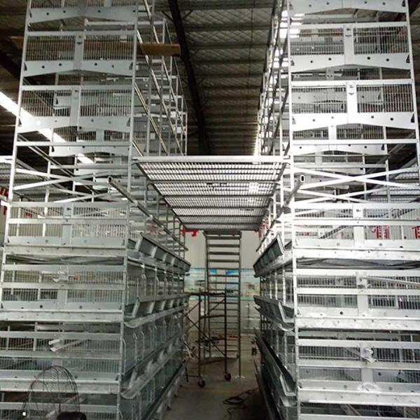 Quality 0 - 20kw Layer Chicken Cage 380V Voltage With Temperature Control System for sale