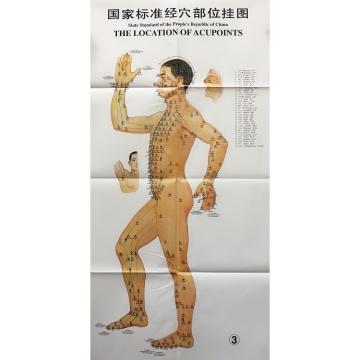 Quality 3pcs Meridian Acupuncture Chart ISO Acupuncture Culture for sale