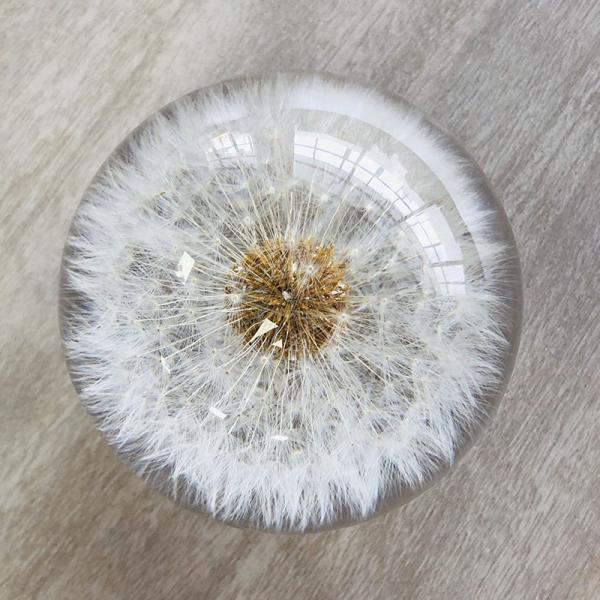 Quality Custom clear epoxy real flower specimen acrylic dandelion paper weight for sale