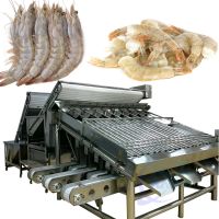 Quality Fully automatic food grade stainless steel shrimp 18-roller drum grader for sale
