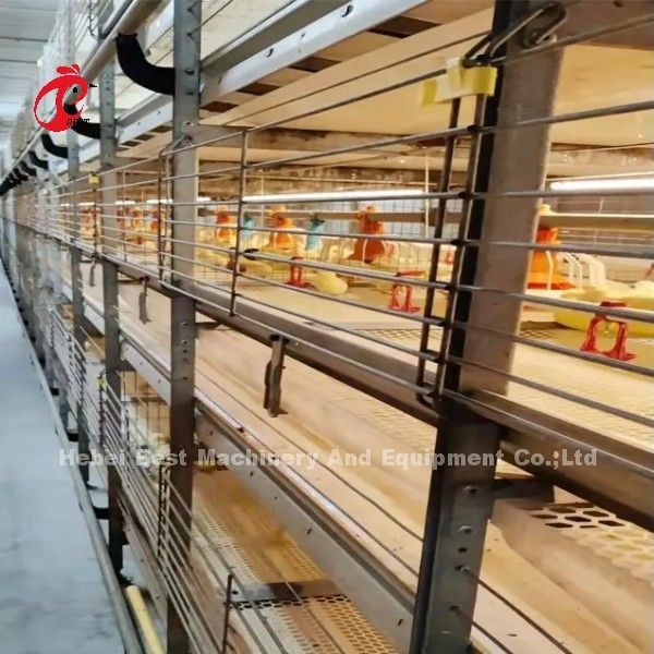 Quality BEST Galvanized Automatic H Type Chicken Farm Broiler Cage System Adela for sale