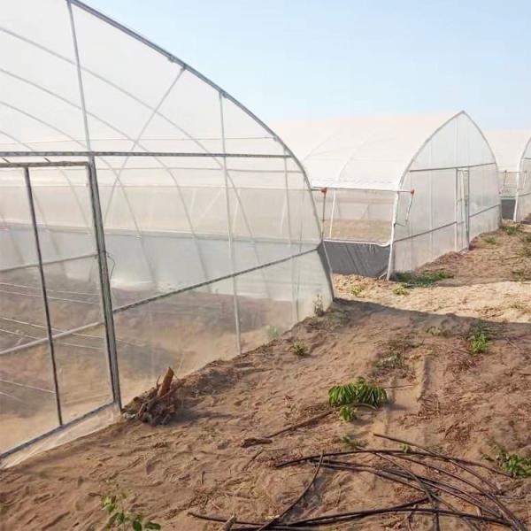 Quality Agricultural Singlespan Tunnel Plastic Film Tropical Greenhouse for sale