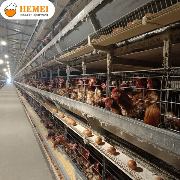 Quality “H” Type Layer Cage Equipment for sale