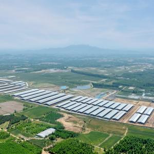 Quality Modern Light Steel Frame Cattle Shed with Galvanized Steel Structure for sale