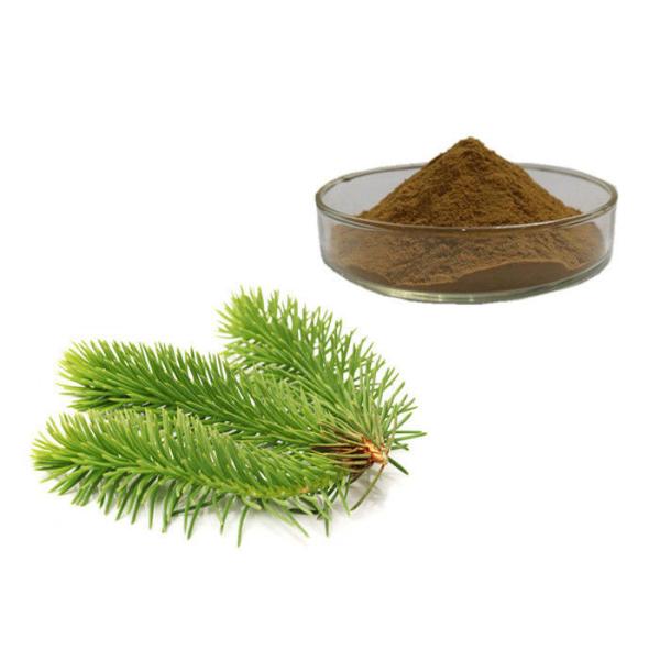 Quality Pine Leaves Herbal Extract Powder for sale