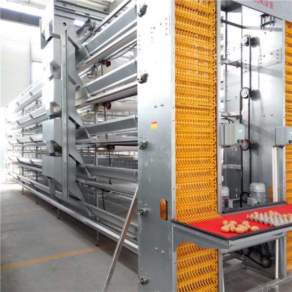 Quality Stable Performance Automatic Egg Collection System Smooth Running With Belt for sale