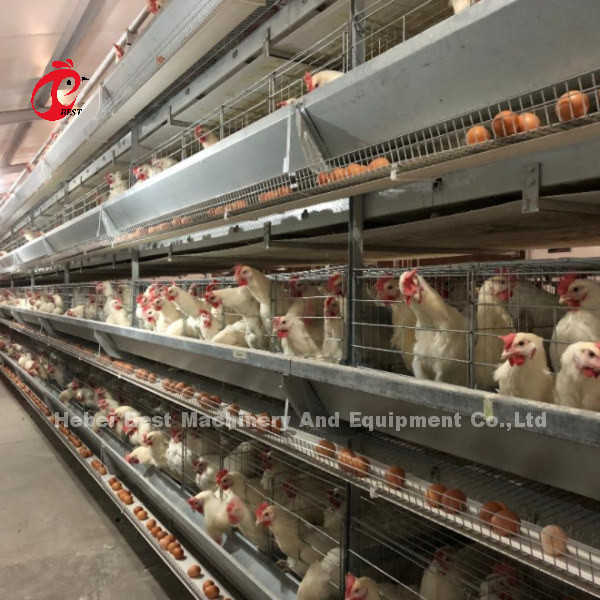 Quality H Type Layer Battery Cage System 4 Rows Layer Poultry Farm Equipment CE Approval for sale