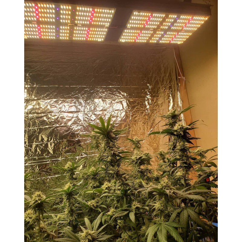 ETL Certificate high PPFD waterproof 240W Red UV Grow light Samsung LM301H quantum board 5