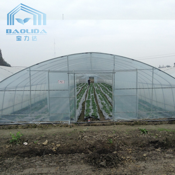 Quality Plastic Tunnel Single Span Greenhouse Agricultural For Strawberry for sale
