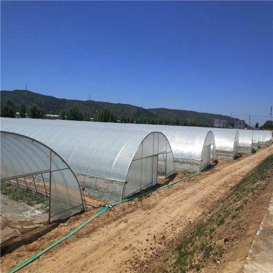 Quality Hydroponic Growing System Single-Span Tunnel Plastic Film Greenhouse Agricultura for sale