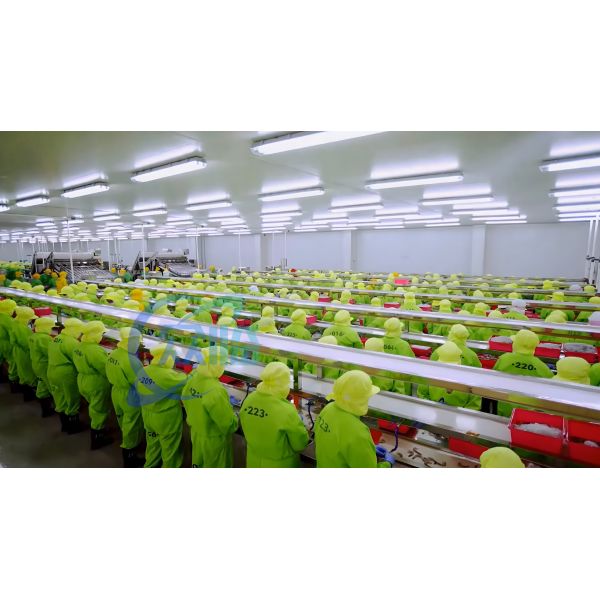 Quality 3KW Stable Shrimp Processing Machine 10000x1150x1550mm Practical for sale