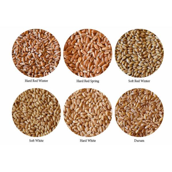 Quality CCD Camera Sesame Seeds Wheat Sorting Machine for sale