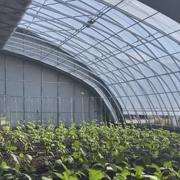 Quality 100.000kg Customization Flower Planting Drip Irrigation Vegetable Sunlight for sale