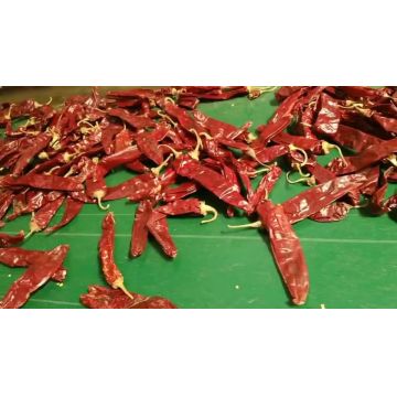 Quality AD Dried Yidu Chilli Round Shape 8000SHU Mild Dried Red Chilies for sale