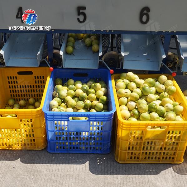 Quality Processing Production Inspecting Grading Fruit Vegetable Onions Saiko persimmon for sale