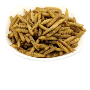 Quality Insects Dried Mealworms Storage in Dry And Cool Place Shelf Life 1 Year for sale
