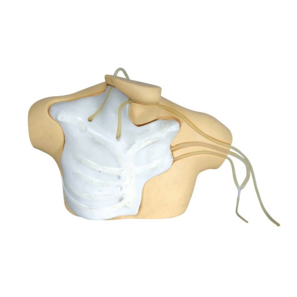 Quality CE / ISO Clinical Simulator central venous catherization education manikin for sale