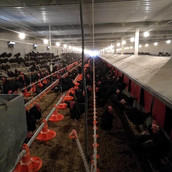 Quality PVC Poultry Farm Equipment for sale