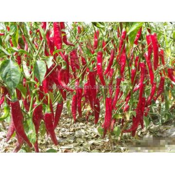 Quality FDA Sweet Pepper Paprika Stemless Dried Red Peppers Anhydrous for sale