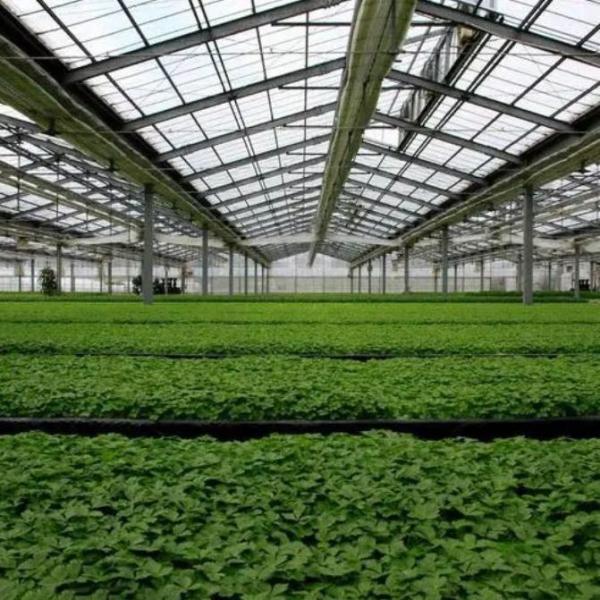 Quality Innovative Single/Multi Span Photovoltaic Commercial Greenhouses for Sustainable for sale
