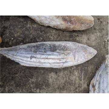 Quality 1.8kg Seafrozen Katsuwonus Pelamis Skipjack Tuna Fish for sale