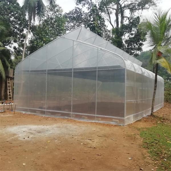 Quality Tropical Arches Agricultural Growing Polyethylene Film Greenhouse for sale