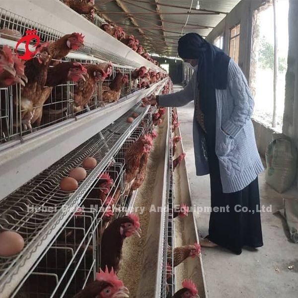 Quality H Type Layer Battery Cage System 4 Rows Layer Poultry Farm Equipment CE Approval for sale