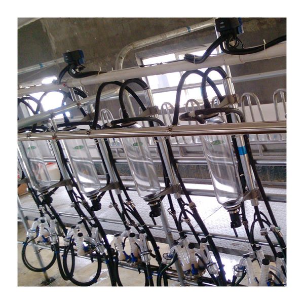 Quality Parallel Lines 20T/H Herringbone Milking Parlor Automatic Milk Machine for sale