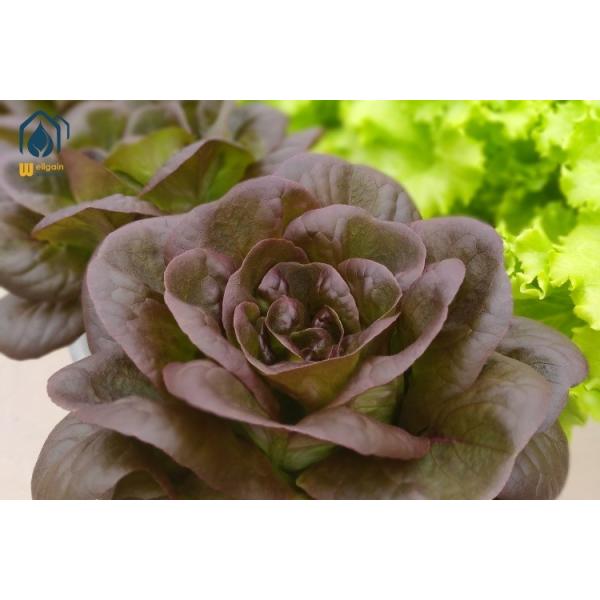 Quality Easy Open Hydroponic Growing System PVC NFT Pipes 100*50mm For Greenhouse Leafy Vegetables Planting for sale