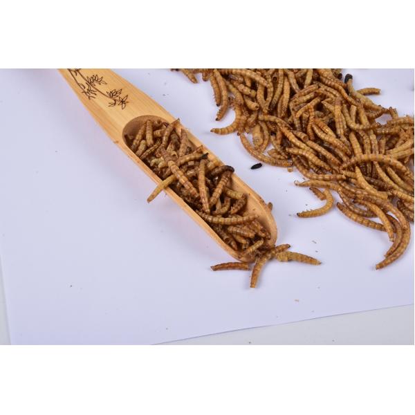 Quality Wholesale High Quality Yellow Dried Mealworms, Dried Mealworm Powder for sale