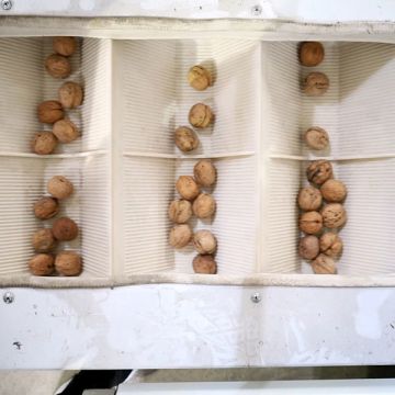 Quality Stainless Steel Food Grade Walnut Shelling Machine 380V 2 Tons Output for sale